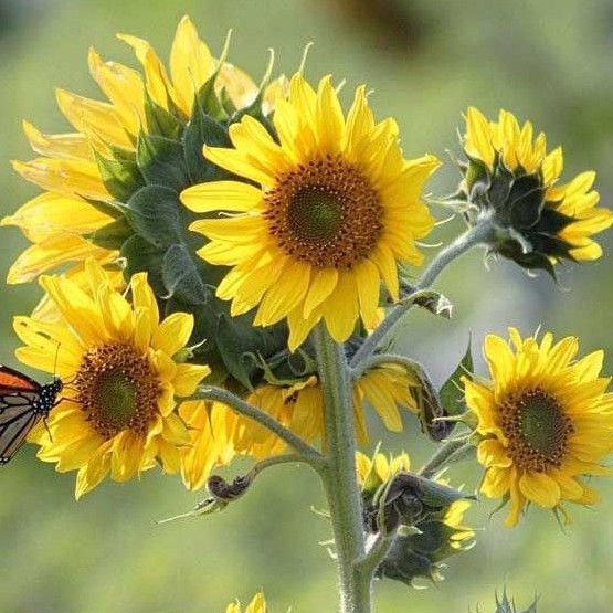 Jual Biji Bunga Matahari Kerdil Dwarf Sunflower | Shopee Indonesia