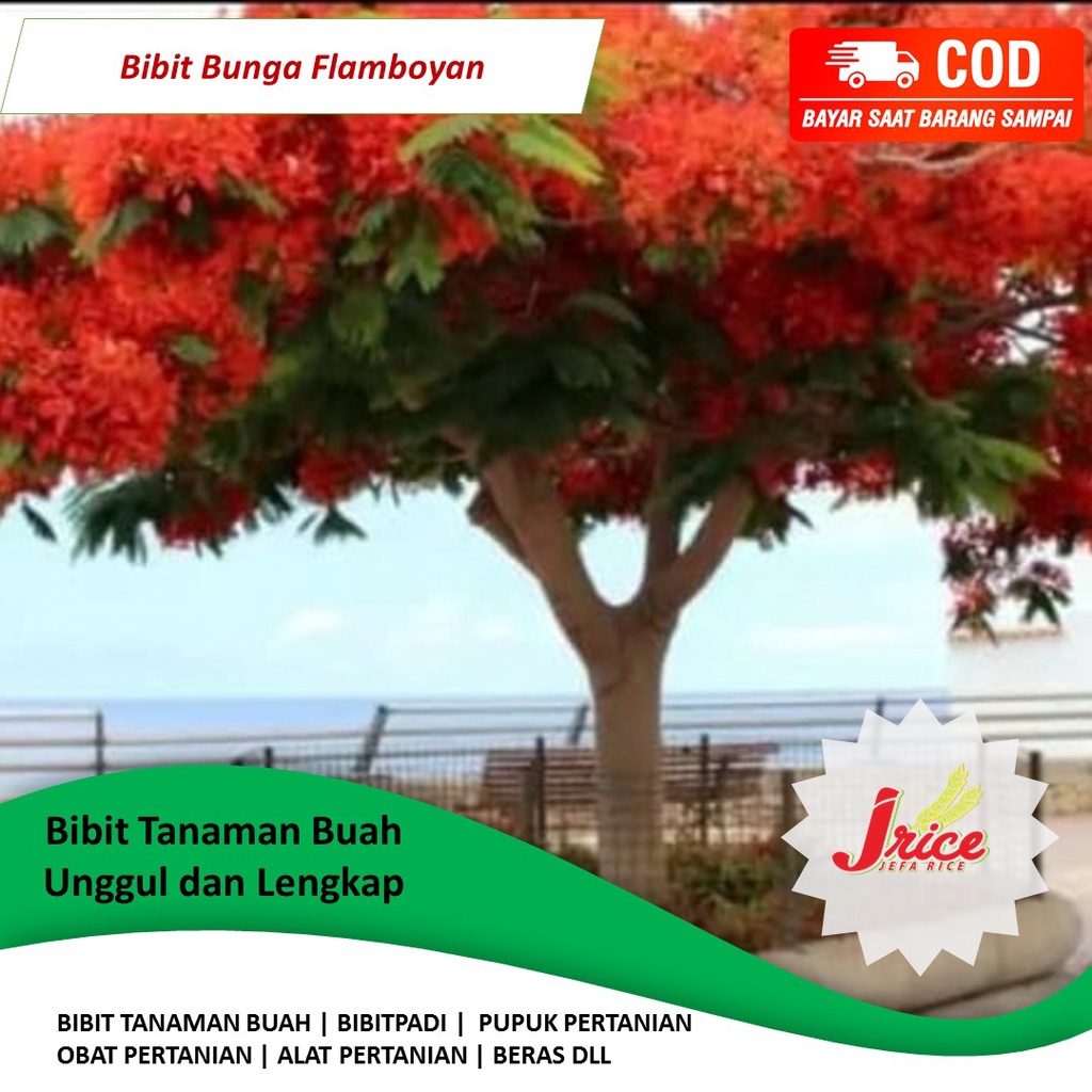 Jual BIBIT BUNGA FLAMBOYAN CEPAT BERBUNGA | Shopee Indonesia