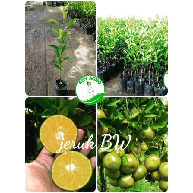 Jual Bibit Jeruk BW / chokun jeruk Lampung cepat berbuah bibit unggul ...