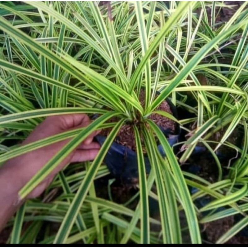 Jual Pohon Pandan Kuning | Shopee Indonesia