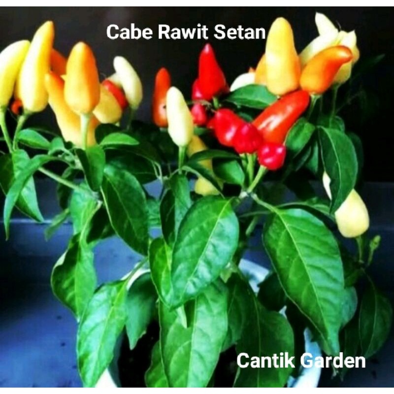 Jual Tanaman Cabe Rawit Setan | Shopee Indonesia
