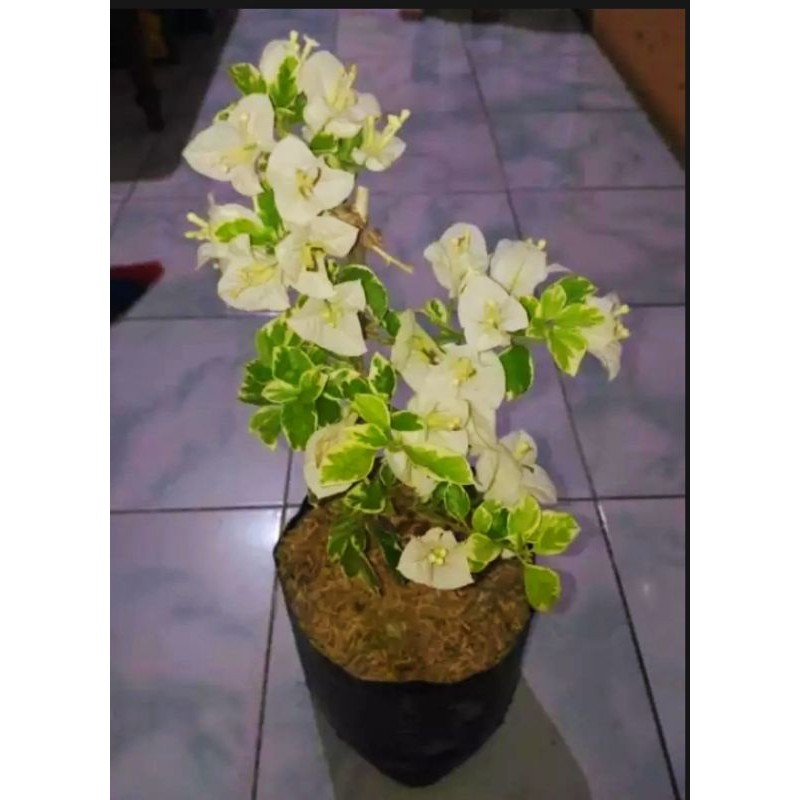 Jual Tanaman bunga Bougenville putih varigata(bunga kertas) | Shopee ...