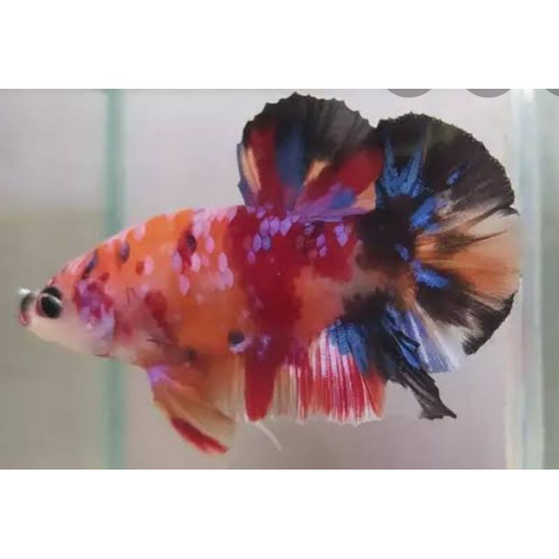 Jual ikan cupang nemo koi multi colour candy | Shopee Indonesia