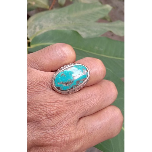 Jual Pirus Persia Lawasan | Shopee Indonesia