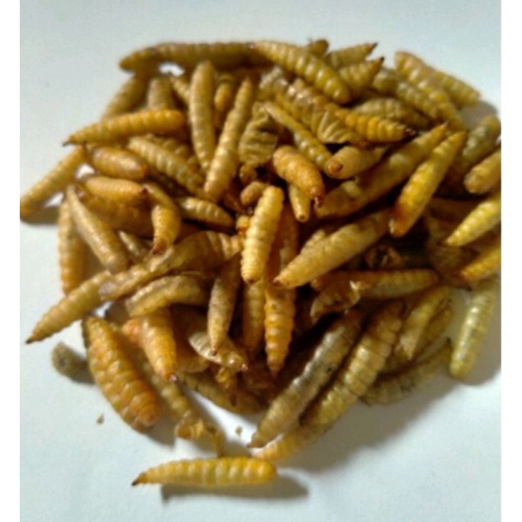 Jual Maggot magot kering 100 gram pakan ikan hias koi, louhan, arwana ...
