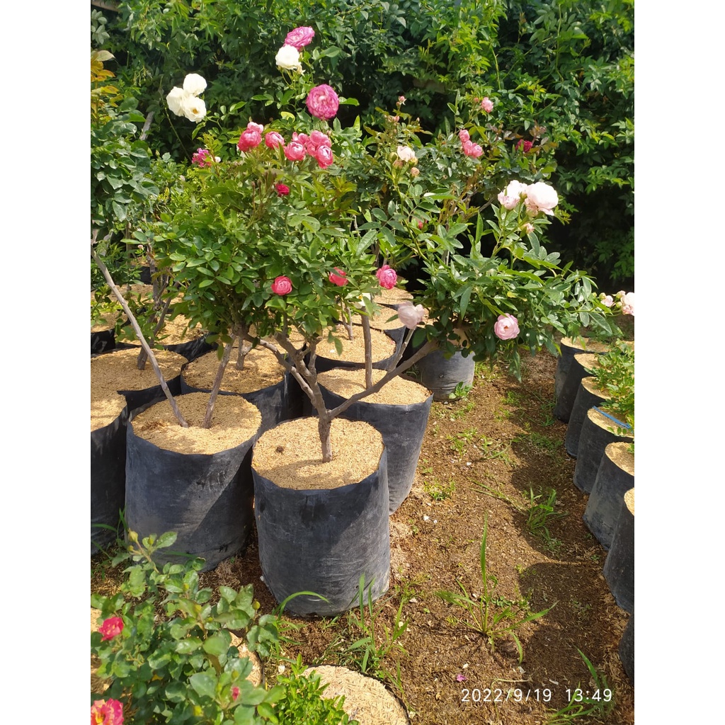 Jual mawar 1 pohon banyak warna ukuran jumbo | Shopee Indonesia