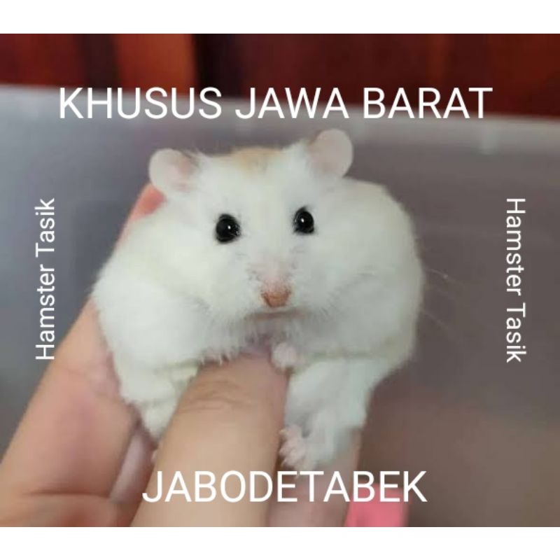 Jual hamster Campbell, winter white, syirian, robo hamster tasik ...