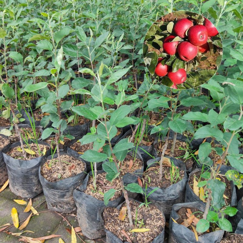 Jual Bibit Tanaman Buah Apel Anna | Shopee Indonesia