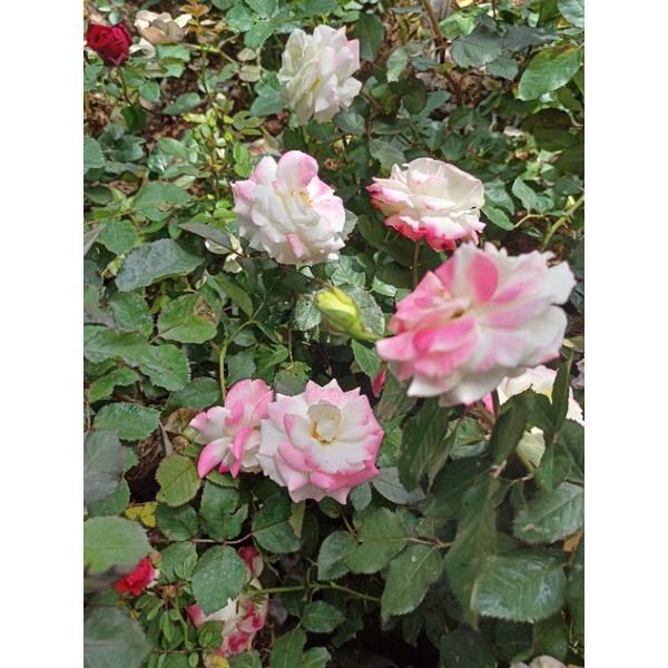 Jual Tanaman hias Bunga Mawar Putih Lis Pink sudah BERBUNGA/KNOP BUNGA ...