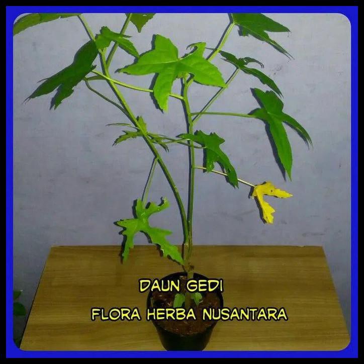 Jual DAUN GEDI PENGUAT KANDUNGAN PENAMBAH KESUBURAN DAUN MUSTAJAB GEDI ...