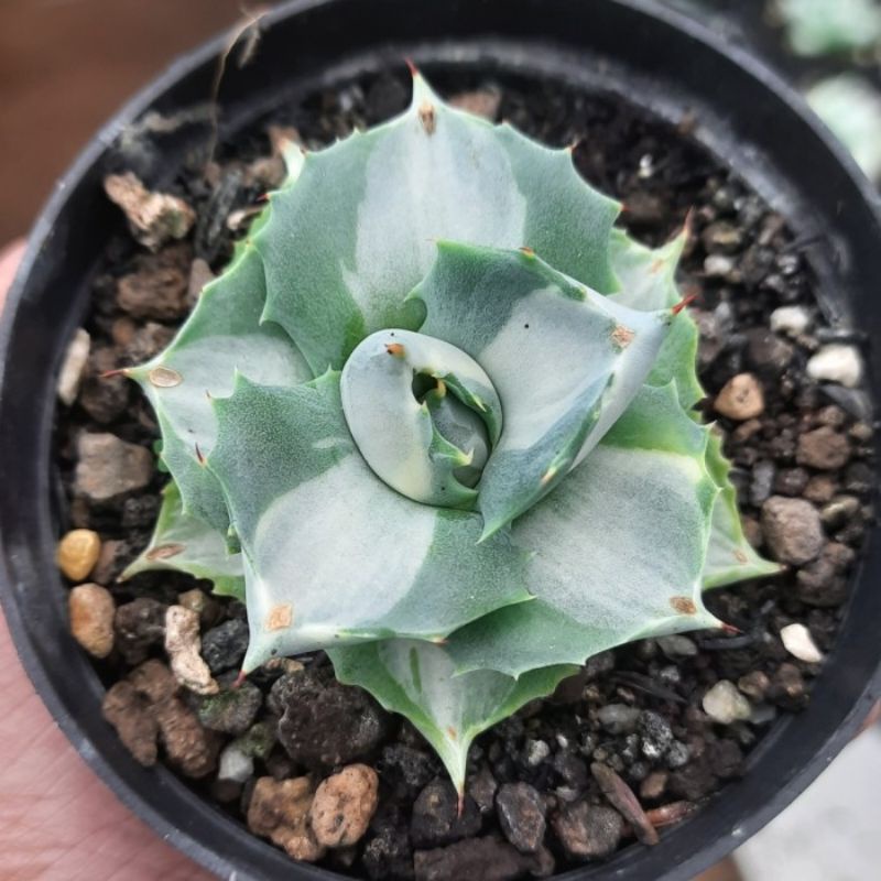 Jual agave marmorata variegata mini | Shopee Indonesia