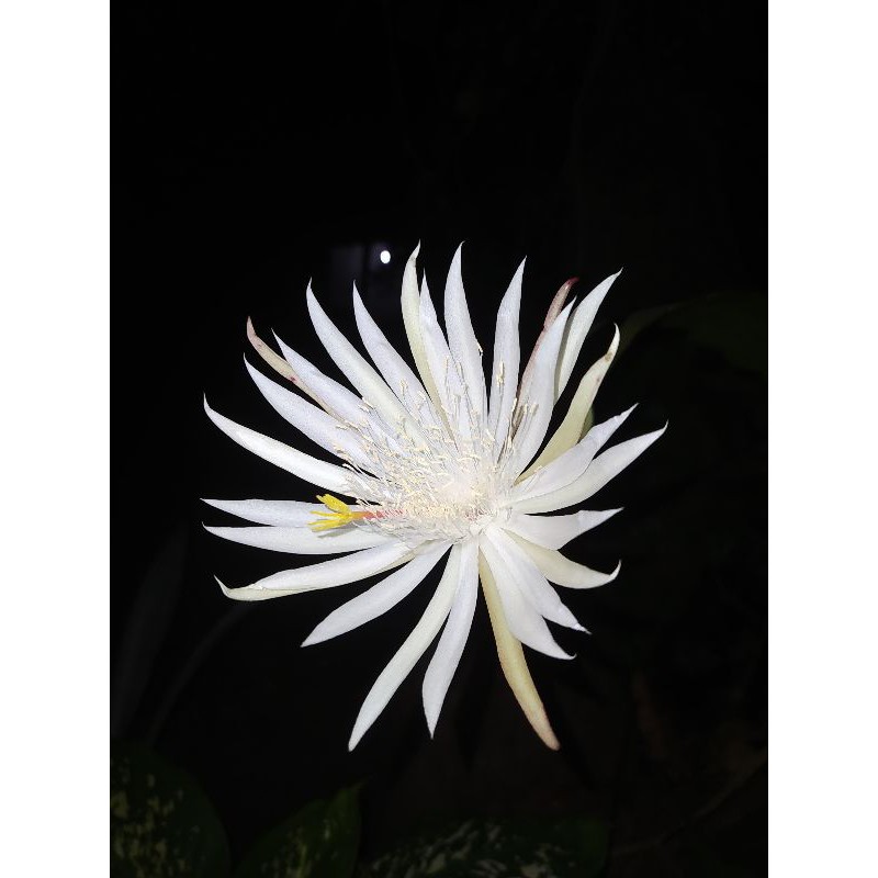 Jual Bunga Kadupul / Wijaya Kusuma (Bunga Unik & Langka) | Shopee Indonesia