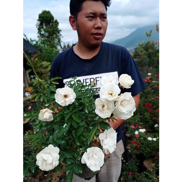 Jual Climbing Rose Putih Dewasa Bunga Kemruyuk | Shopee Indonesia