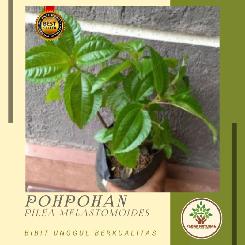 Jual Bibit tanaman herbal popohan Pohon pohpohan Daun pohpohan | Shopee ...