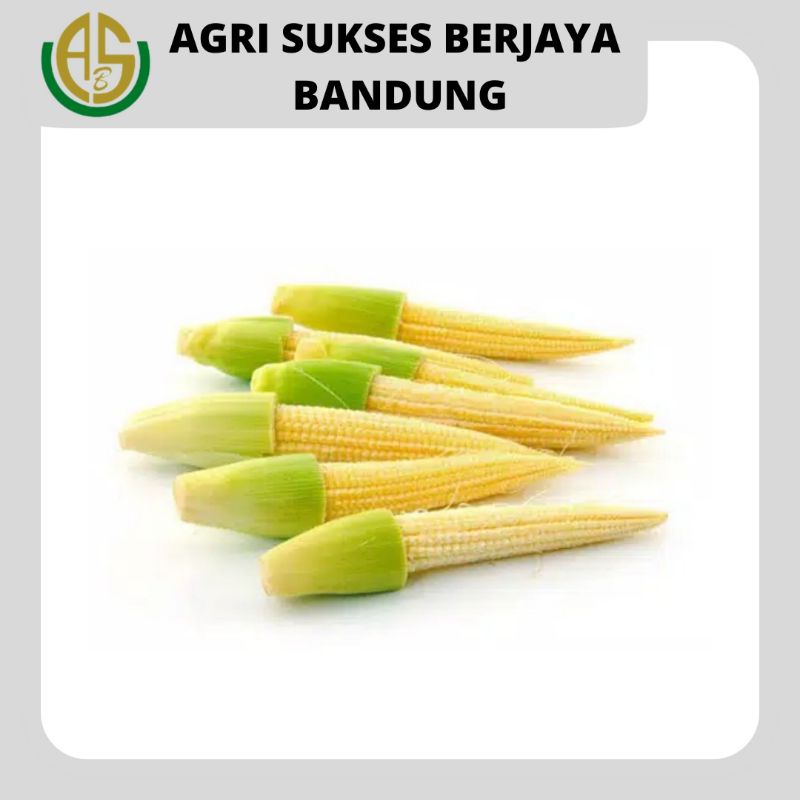 Jual JAGUNG ACAR | JAGUNG MUDA | JAGUNG BABY | BABY CORN - 1 Pax ...