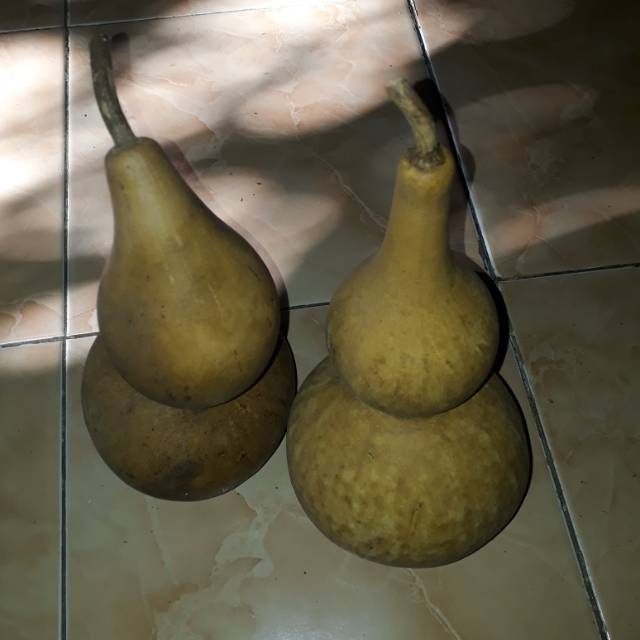 Jual Labu botol kering atau labu kendi istimewa | Shopee Indonesia