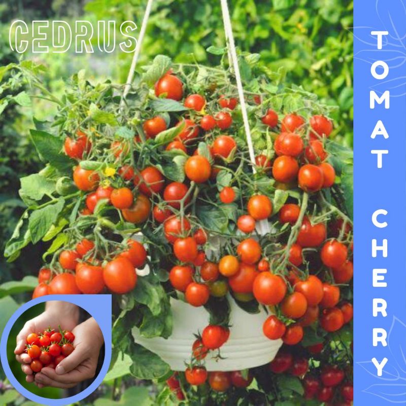 Jual Benih TOMAT CHERRY (isi-3) - Bibit Biji Sayur | Shopee Indonesia