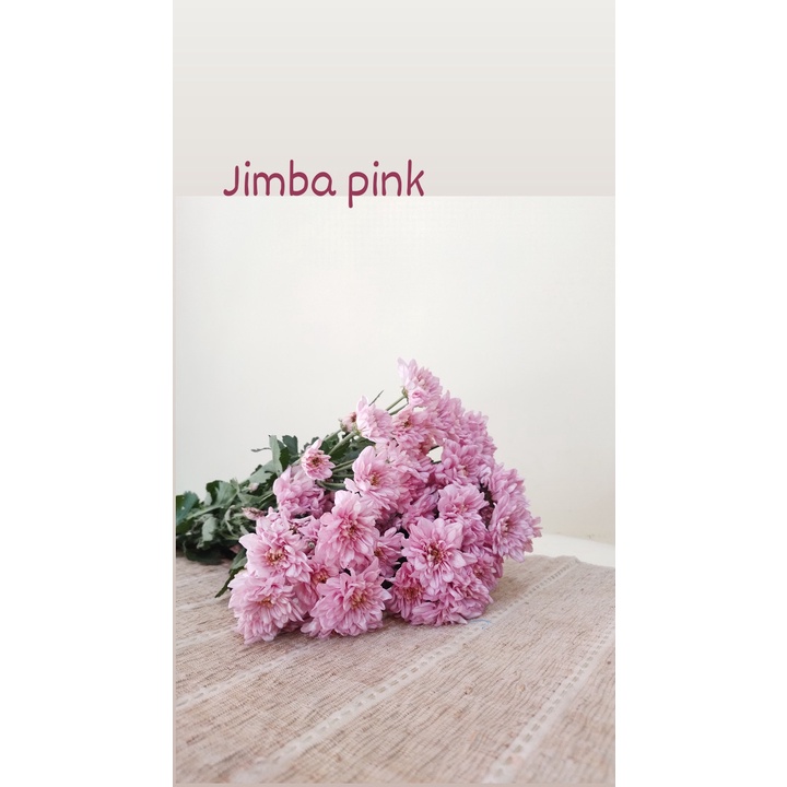 Jual Bunga Jimla Pink ( Asli ) | Shopee Indonesia