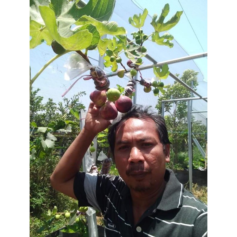 Jual bibit buah tin tgf jumbo (WISATA FLORA) | Shopee Indonesia