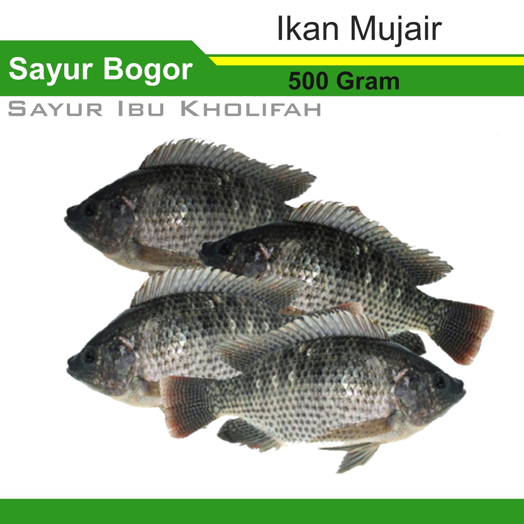 Jual Ikan Mujair Segar Mujaer Jaer Segar 500gram Ikan Segar Bogor ...