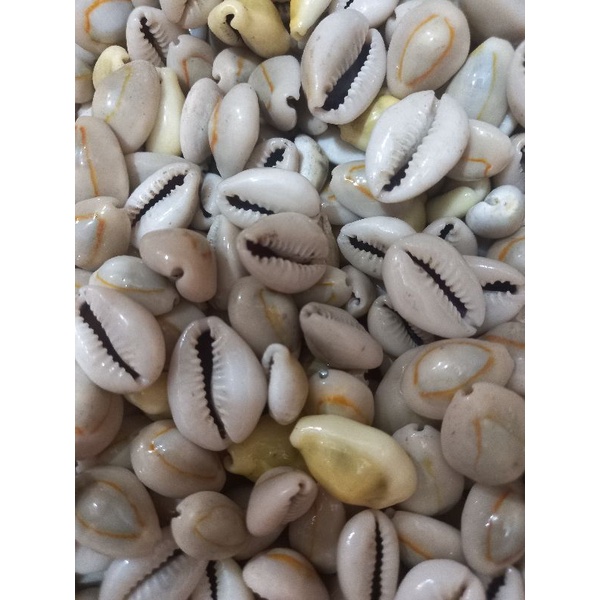 Jual Biji kerang congklak original 1 set 100 buah / kucing-kucing murah ...