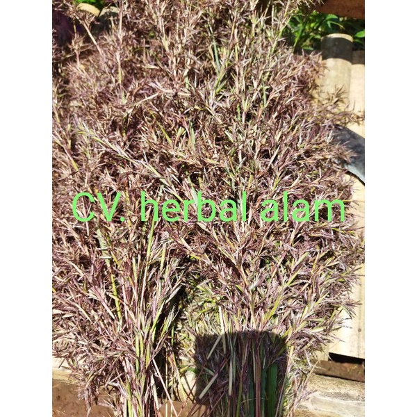 Jual Bunga sereh atau serai per ikat | Shopee Indonesia