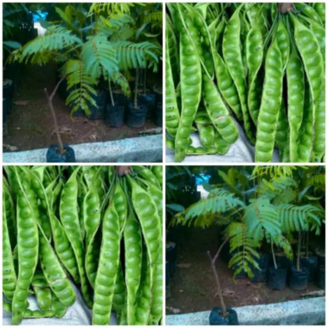 Jual Bibit petai super | Shopee Indonesia