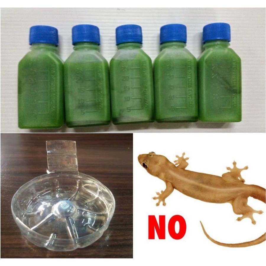 Jual Racun cicak tokek Gel / bukan cyperkiller / bukan diamond / bukan ...