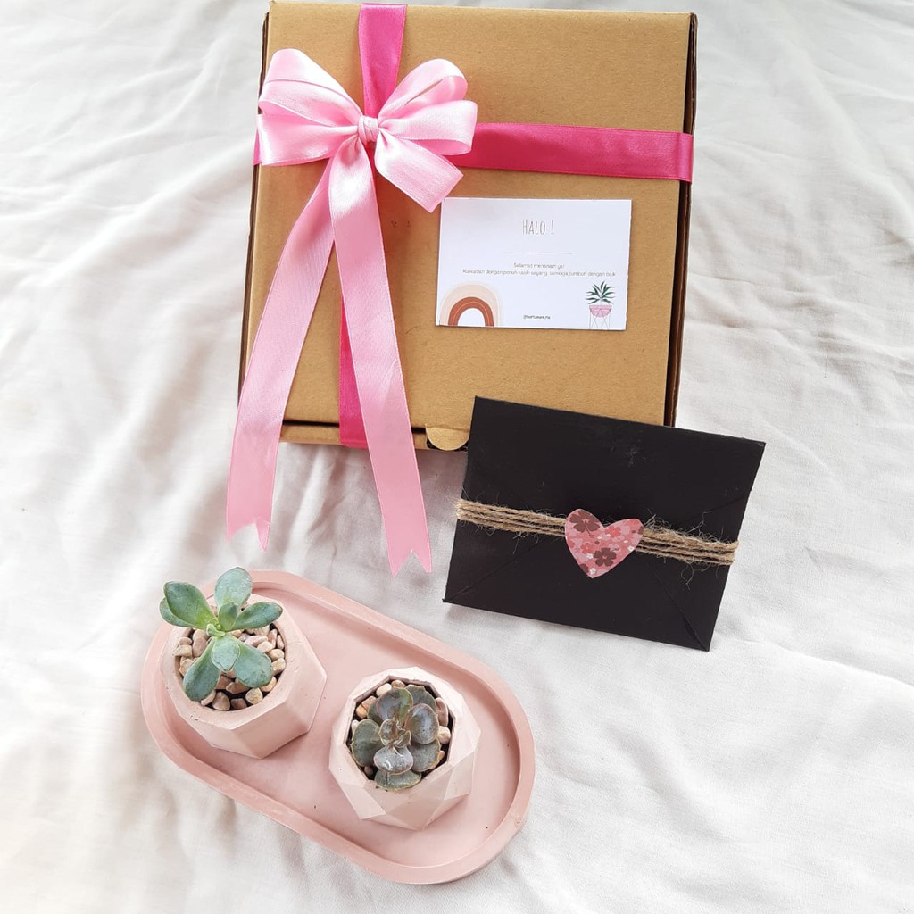 Jual Paket 3pcs Tanaman Hias Sukulen Kaktus + Batu Hias + Media Tanam ...