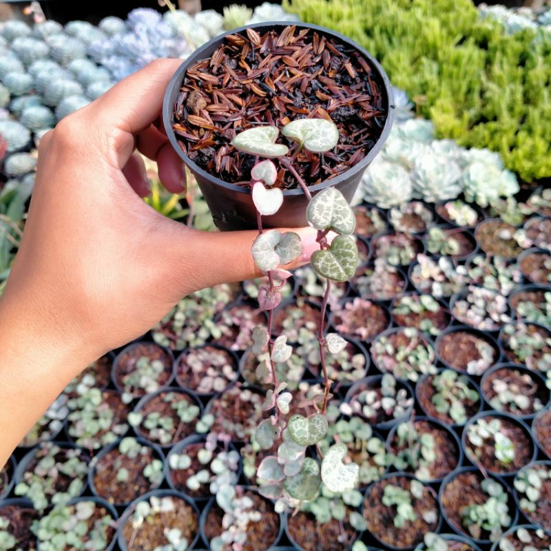 Jual string of love | Shopee Indonesia