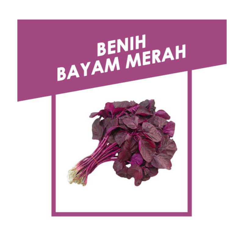 Jual Benih Bayam Merah Isi10 | Shopee Indonesia