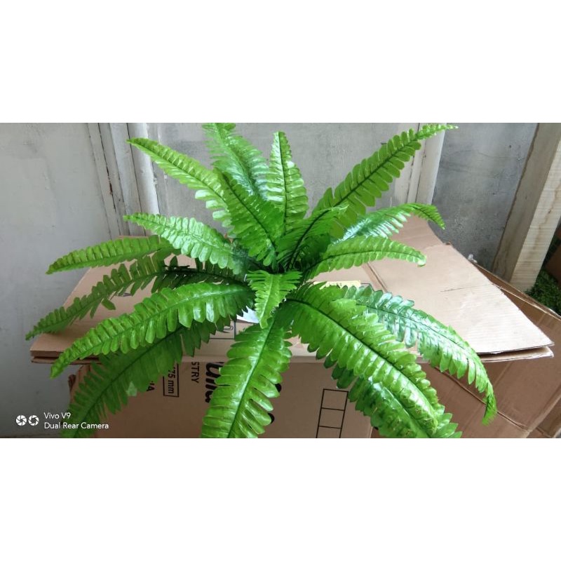 Jual Daun pakis gruf cabang ,18 (1lusin) | Shopee Indonesia