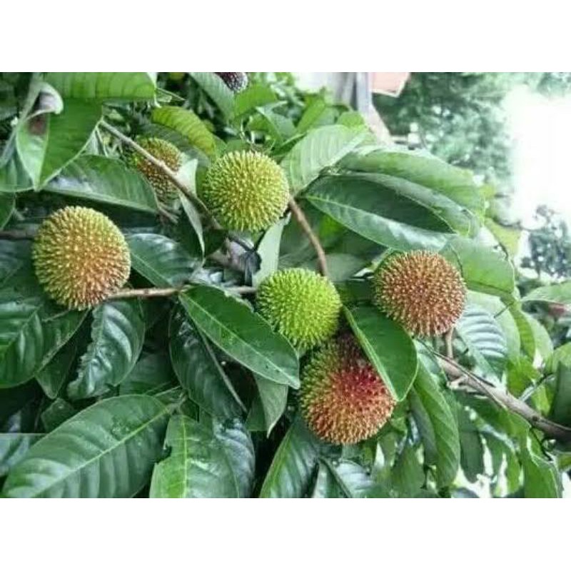 Jual Bibit Pohon Buah Rambutan Rapiah - Tanaman Buah Rambutan Rapiah ...