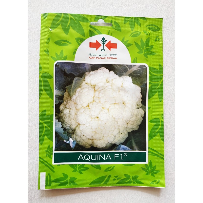 Jual Benih Biji Bunga Kol Aquina Pack - 250 Biji - Panah Merah | Shopee ...