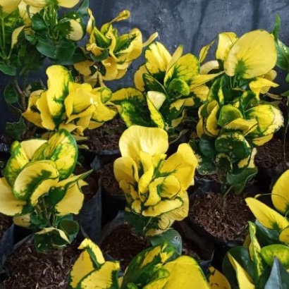 Jual Bunga Hidup Apel Puring Kuning | Puring Telur Tanaman Hias ...