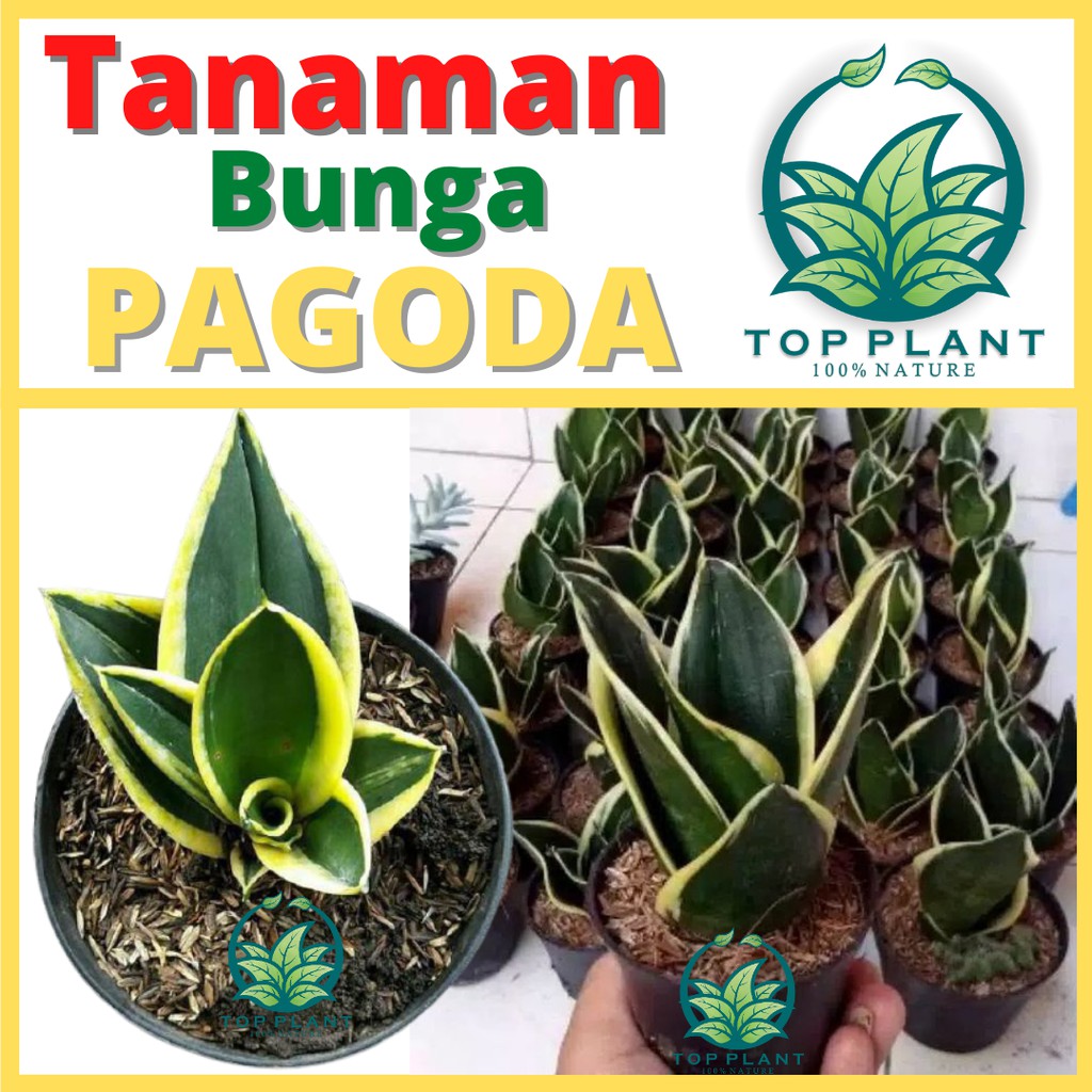 Jual Tanaman Hias Sansivera Pagoda (Sansevieria Trifasciata Laurentii ...