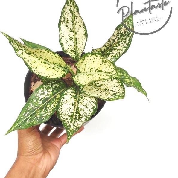 Jual Aglaonema Snow White | Aglonema Chinese Evergreen Plant Snow ...