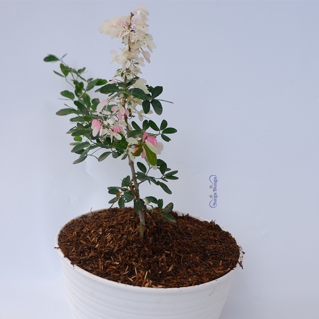 Jual Tanaman Asem Belanda (Pithecellobium dulce) Rimbun Variegata ...