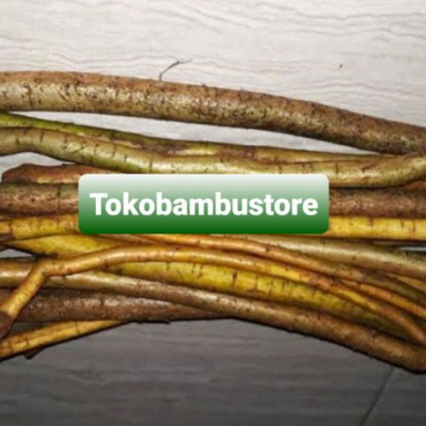 Jual Akar tuba segar pestisida organik 500 gram | Shopee Indonesia