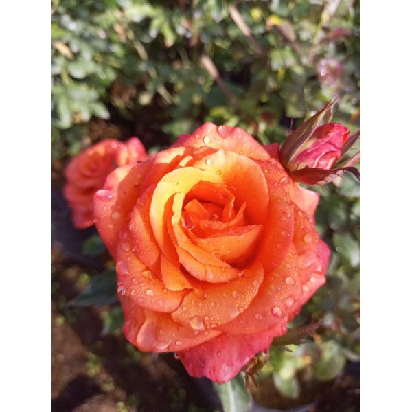 Jual MAWAR ORANGE SKUTNIK (DEWASA) | Shopee Indonesia