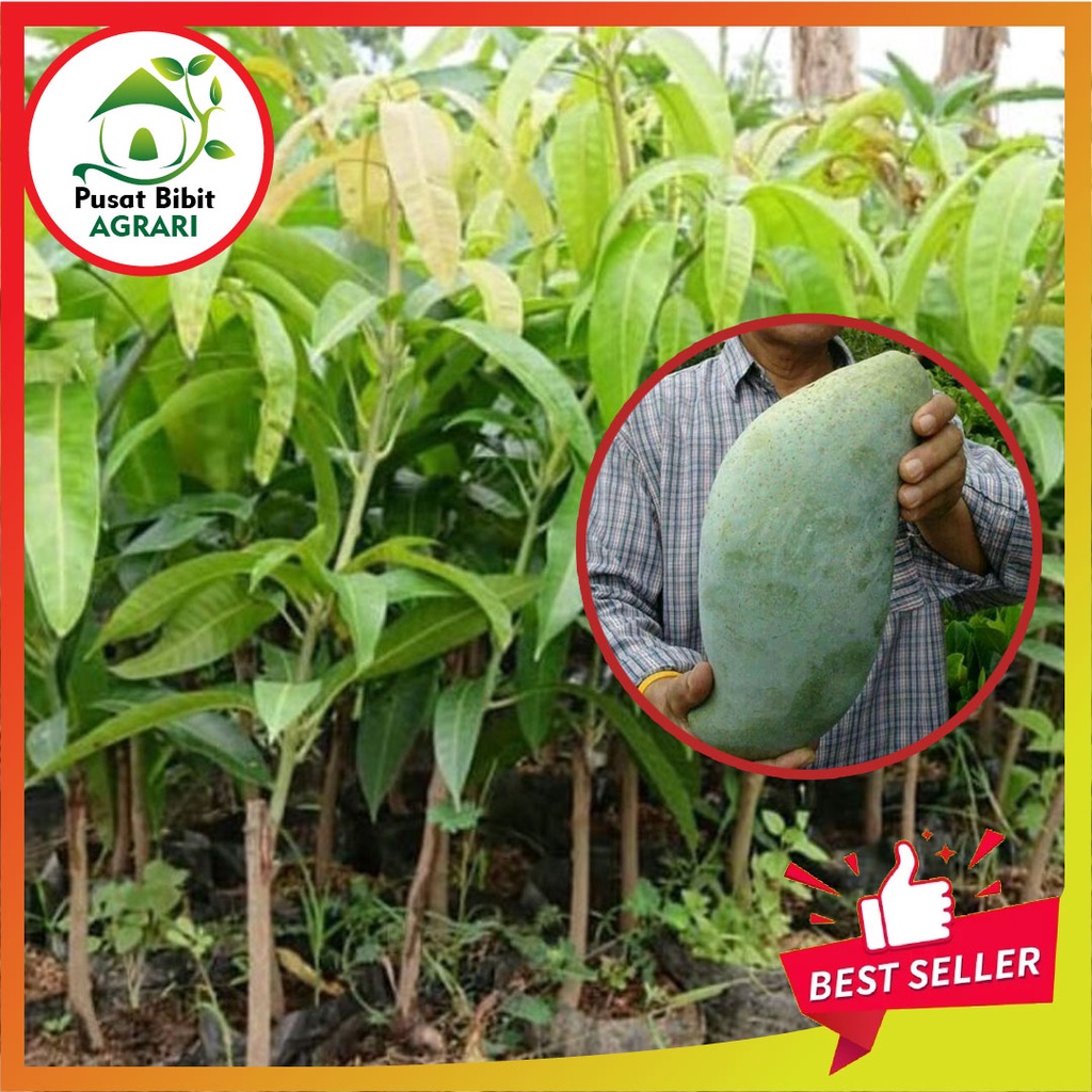 Jual Bibit Mangga Mahatir Jumbo Asli Tanaman Buah Okulasi Super Unggul ... Jual Bibit Mangga Mahatir Jumbo Asli Tanaman Buah Okulasi Super Unggul ...