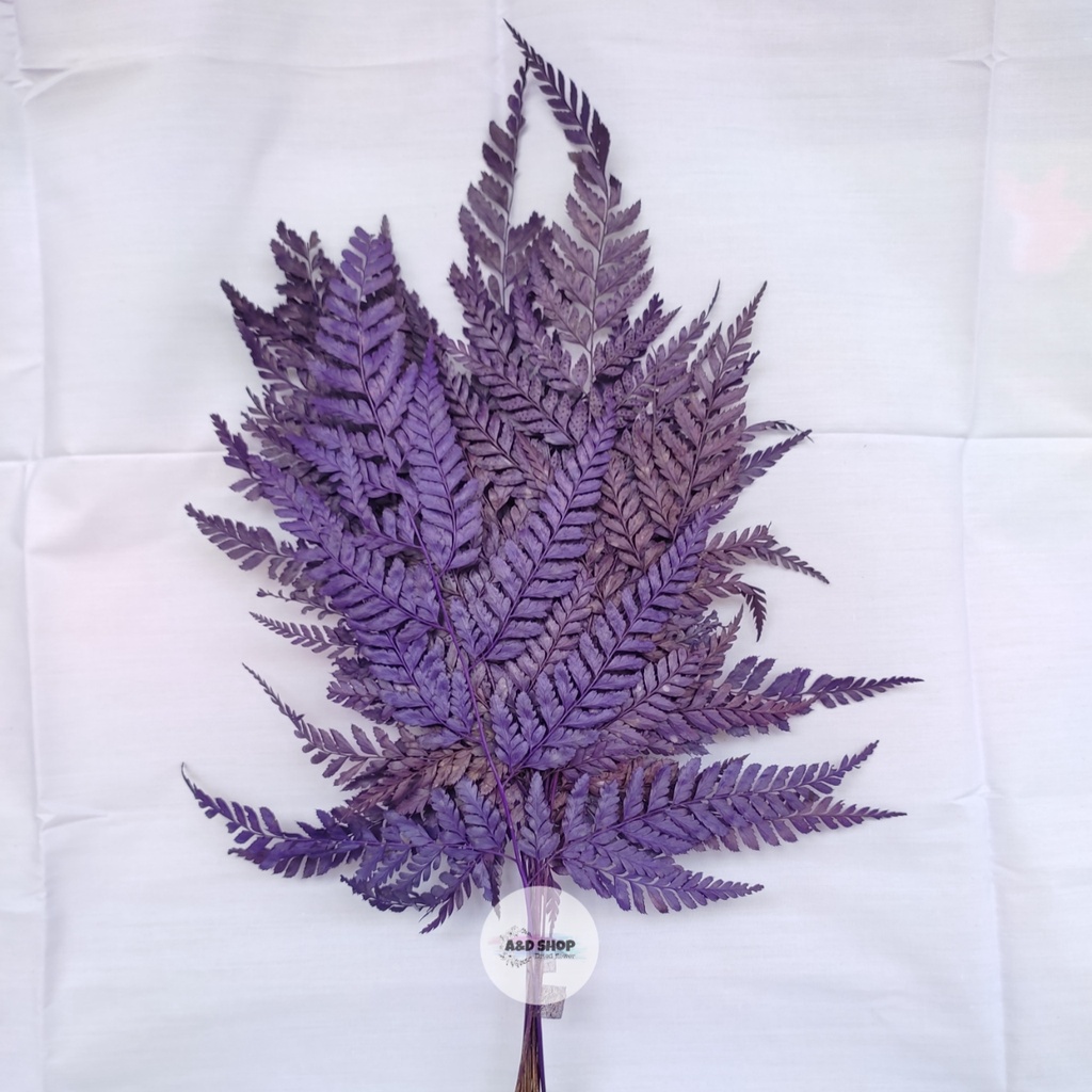 Jual Dried Flower [ DAUN PAKIS ] Kering isi 5_6 tangkai | Shopee Indonesia