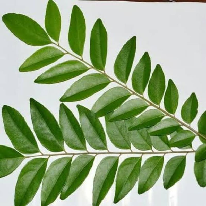 Jual DAUN KARI SALAM KOJA TEMURU TEMURUI FRESH SEGAR PETIK LANGSUNG ...