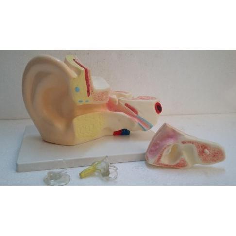 Jual Model Anatomi Telinga (Bahan PVC Durable) | Shopee Indonesia