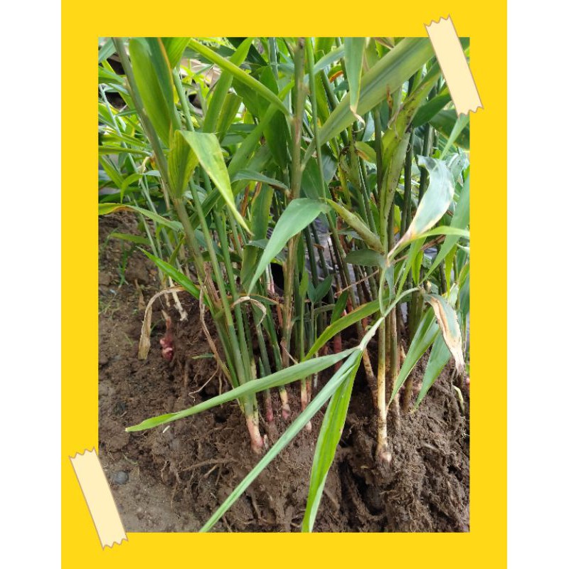 Jual bibit jahe merah perbatang | Shopee Indonesia