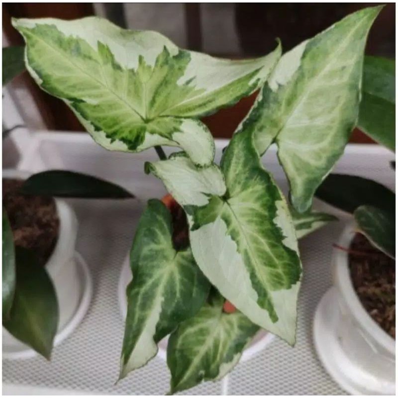 Jual Tanaman Hias Syngonium Tree King / Magic Marble. | Shopee Indonesia