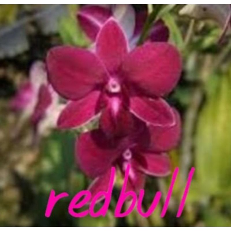 Jual dendrobium red bull pradewaa | Shopee Indonesia