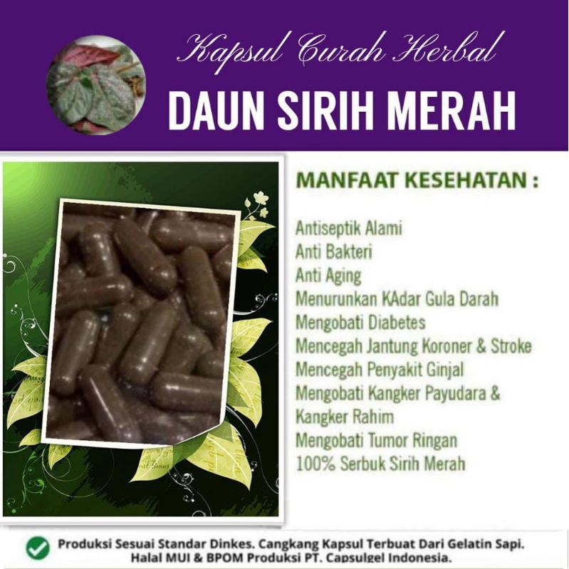 Jual Daun Sirih Merah 100 kapsul Curah Herbal | Shopee Indonesia