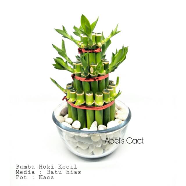 Jual Bambu Hoki / Lucky Bamboo / Bambu Rejeki / Bambu Cina/ Bambu mini ...