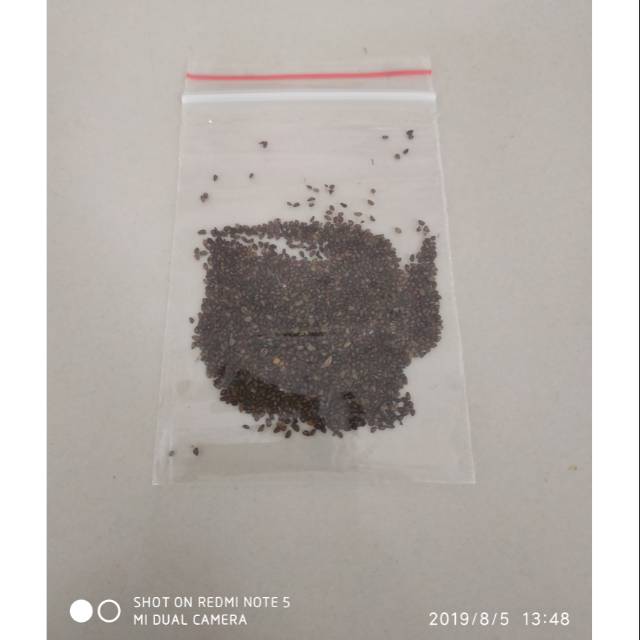 Jual Biji benih daun sendok bibit daun sendok benih ki urat | Shopee ...